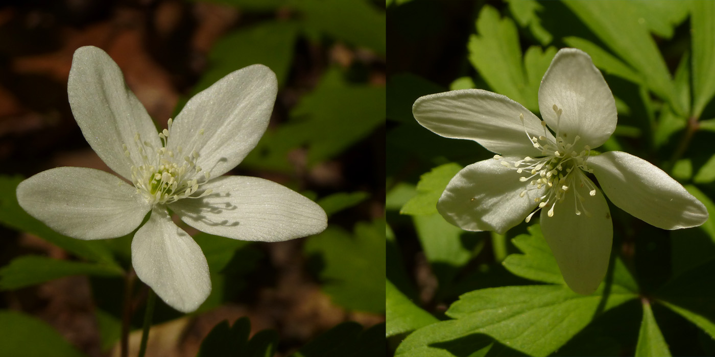 Anemone quinquefolia Wood Anemone - www.AwesomeNativePlants.info