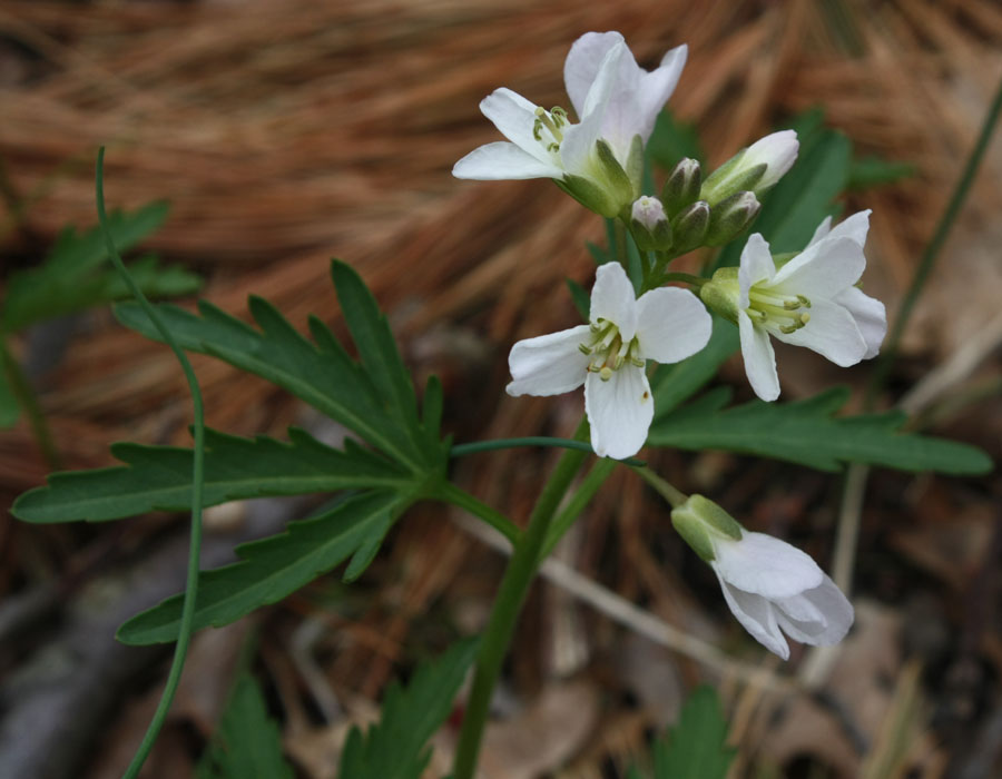 Cardamine concatenata (Cutleaf Toothwort) - www.AwesomeNativePlants.info